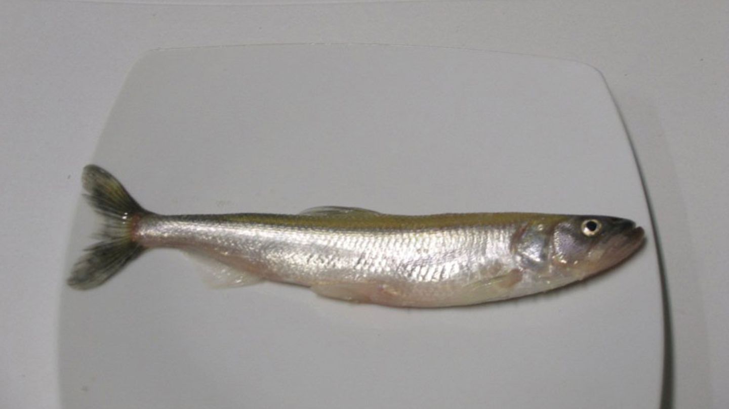 Start der Stint-Saison - [ESSEN UND TRINKEN]