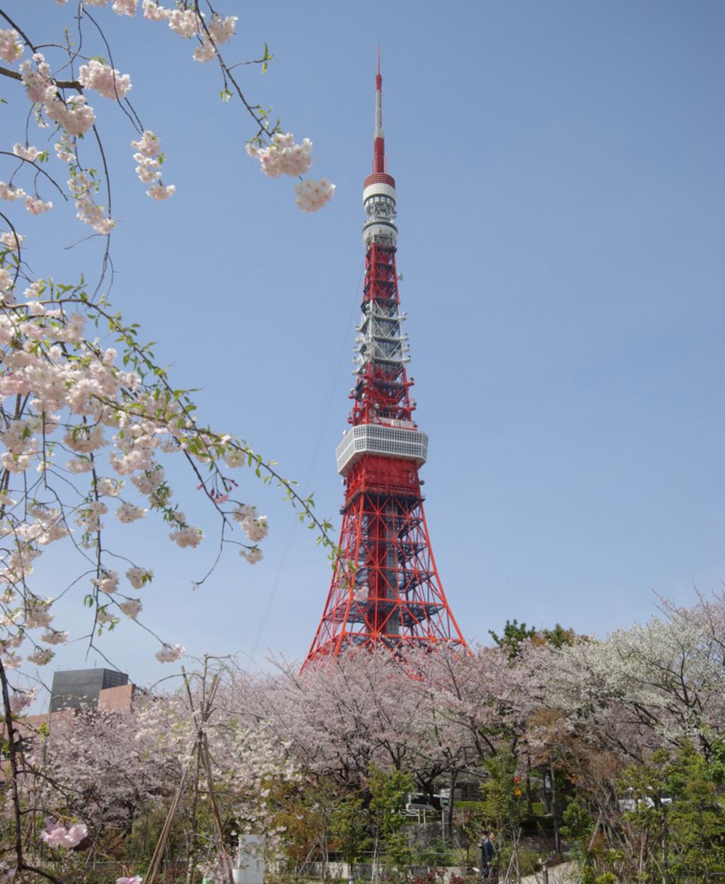 Tokyo Tower - [ESSEN UND TRINKEN]