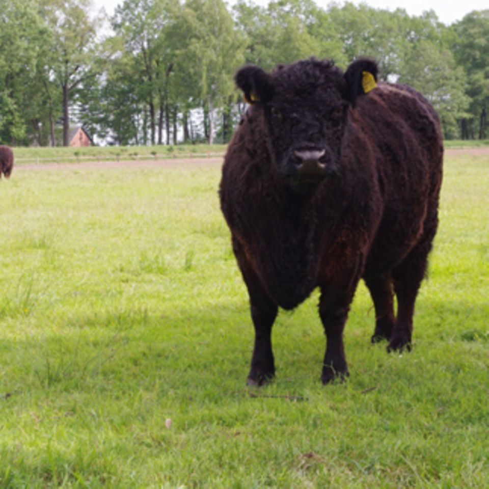 Galloway-Rinder - [ESSEN UND TRINKEN]