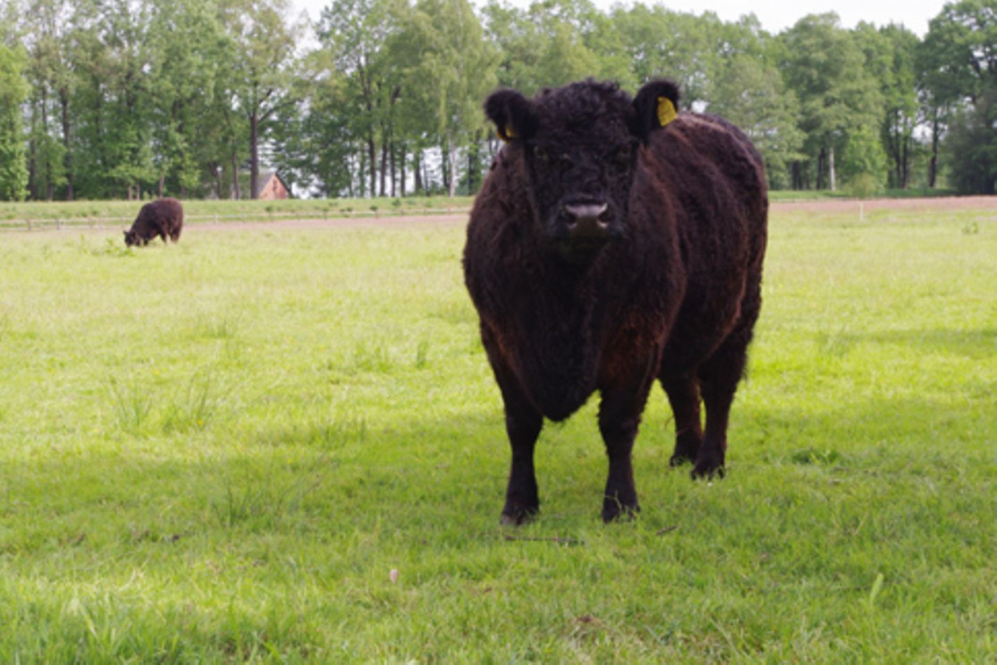 Galloway-Rinder - [ESSEN UND TRINKEN]