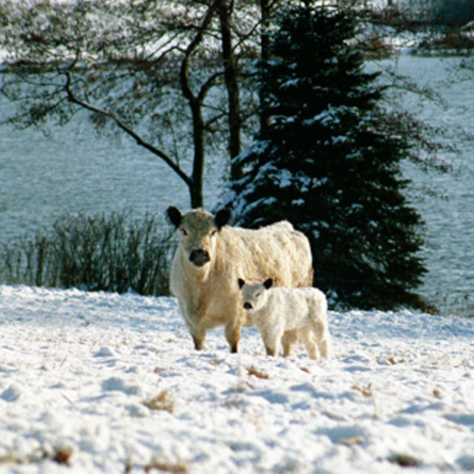 White Galloway - [ESSEN UND TRINKEN]