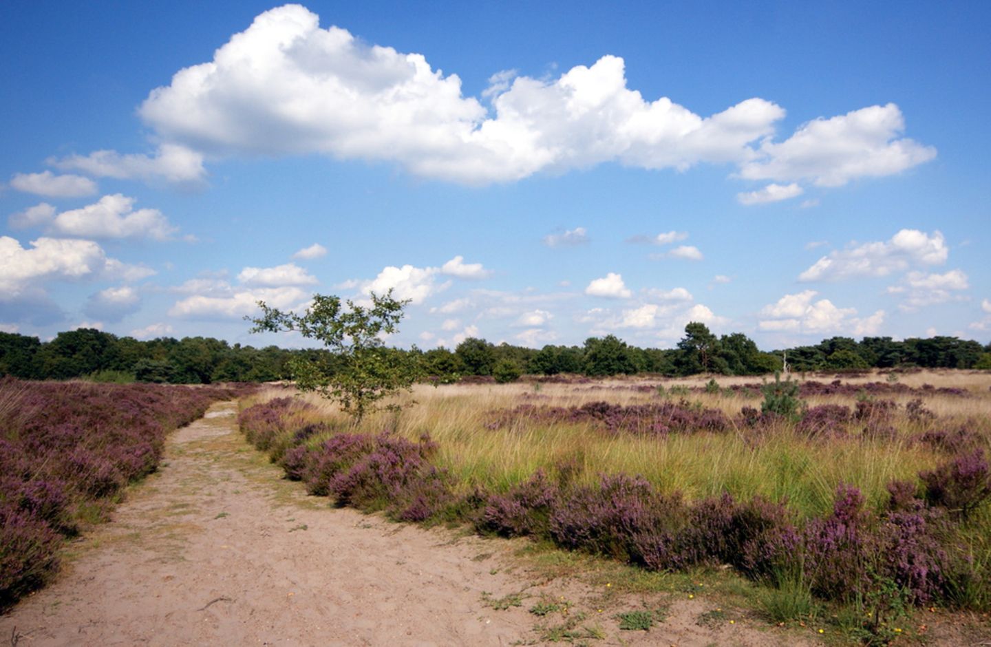 Lüneburger Heide - Stadt, Land, Spaß - [ESSEN UND TRINKEN]