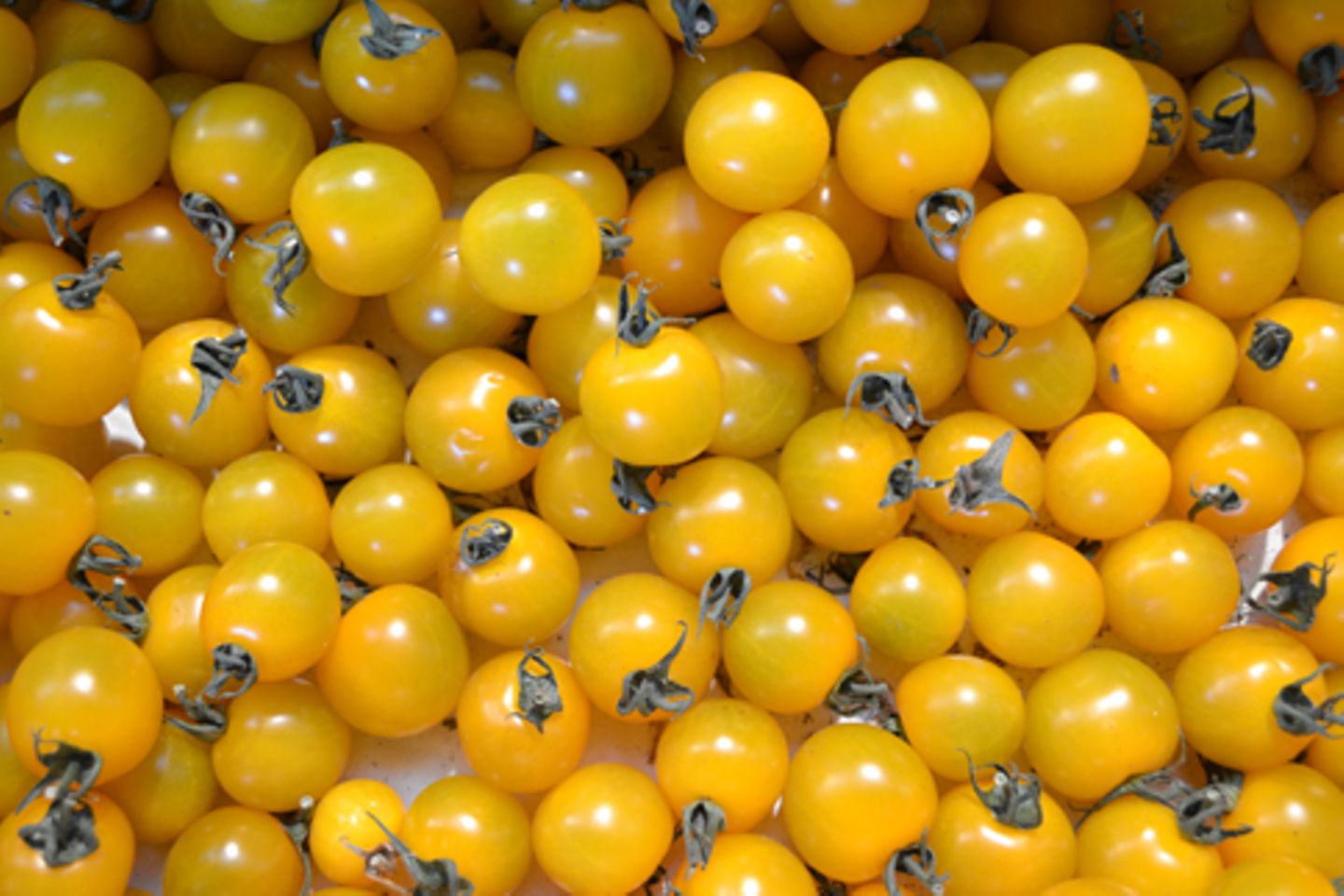 Gelbe Cherrytomaten - [ESSEN UND TRINKEN]