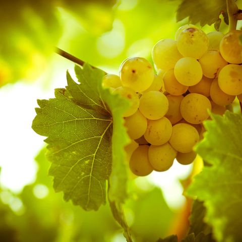 Entdecken Sie die Vielfalt deutscher Rebsorten - [ESSEN UND TRINKEN]