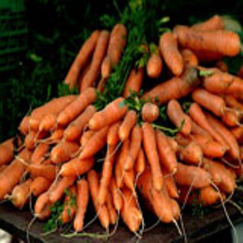 Karotten: Rezepte und Tipps - [ESSEN UND TRINKEN]