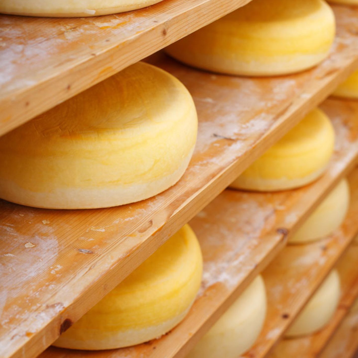 Käse: Rezepte & Tipps fürs Milchprodukt - [ESSEN UND TRINKEN]