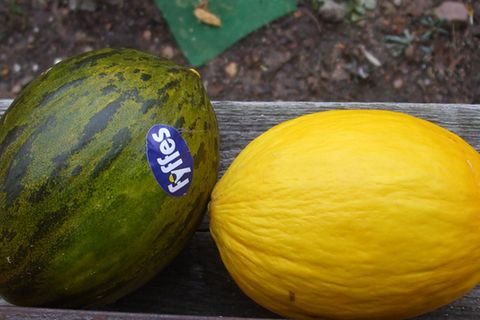 Zuckermelone - [ESSEN UND TRINKEN]