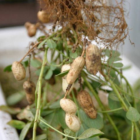 Erdnüsse: Rezepte und Tipps - [ESSEN UND TRINKEN]