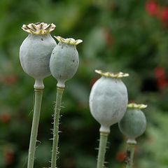 Mohn - [ESSEN UND TRINKEN]