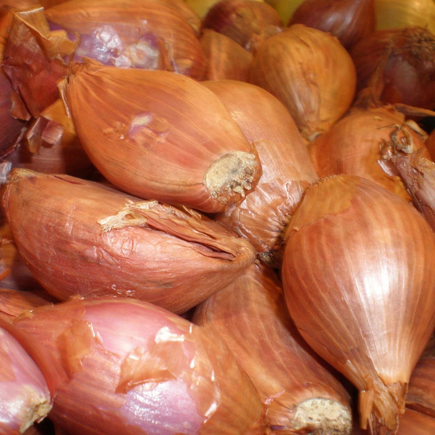 Schalotten: Rezepte, Infos und Tipps - [ESSEN UND TRINKEN]