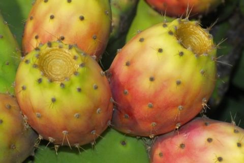 Kaktusfeige essen: Zubereitung & Tipps - [ESSEN UND TRINKEN]