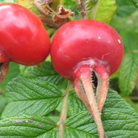 Hagebutte: Rezepte und Infos - [ESSEN UND TRINKEN]