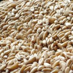 Grieß: Rezepte, Infos und Tipps - [ESSEN UND TRINKEN]