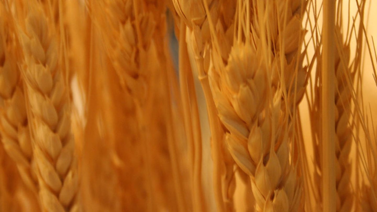 Weizen: Rezepte und Informationen - [ESSEN UND TRINKEN]