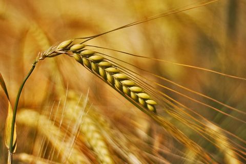 Gerste: Infos und Rezepte - [ESSEN UND TRINKEN]