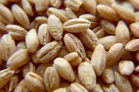 Gerste: Infos und Rezepte - [ESSEN UND TRINKEN]