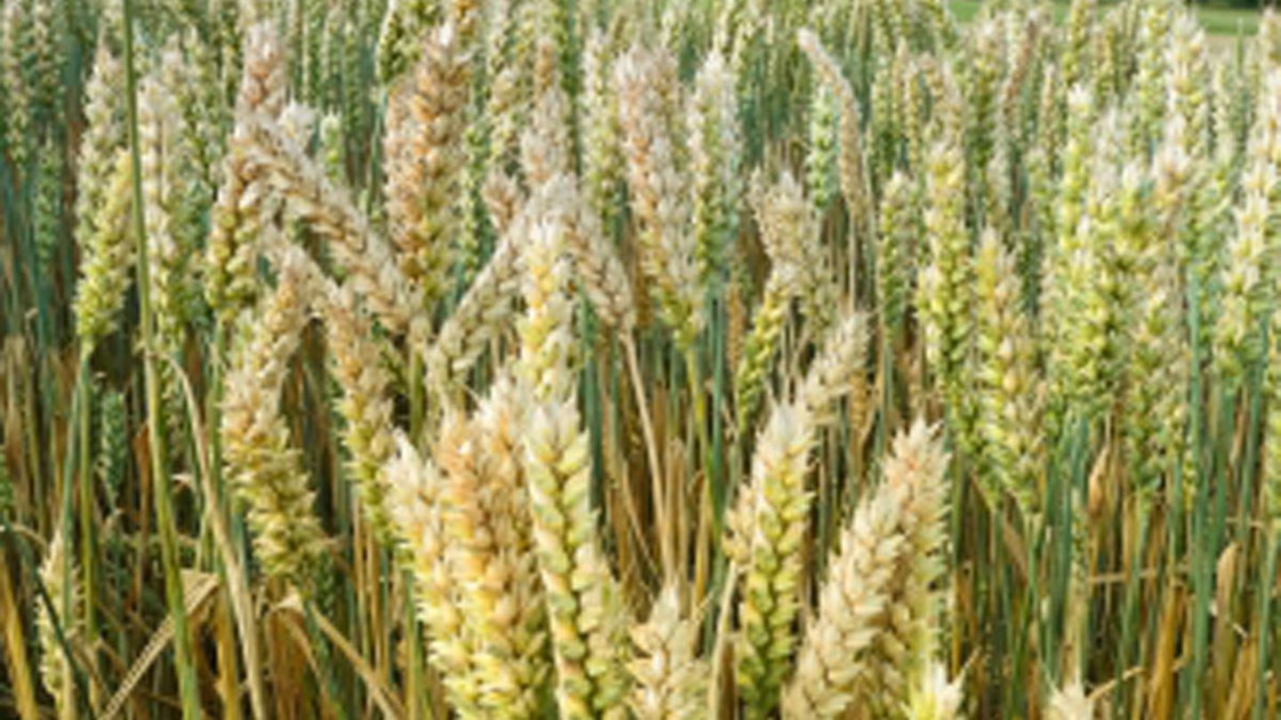 Getreide: Rezepte, Infos und Tipps - [ESSEN UND TRINKEN]