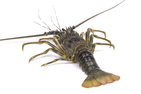 Languste: kleine Warenkunde - [ESSEN UND TRINKEN]