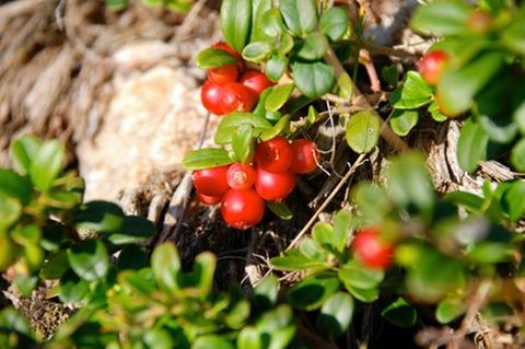 Der Gesundheitsfaktor von Preiselbeeren - [ESSEN UND TRINKEN]