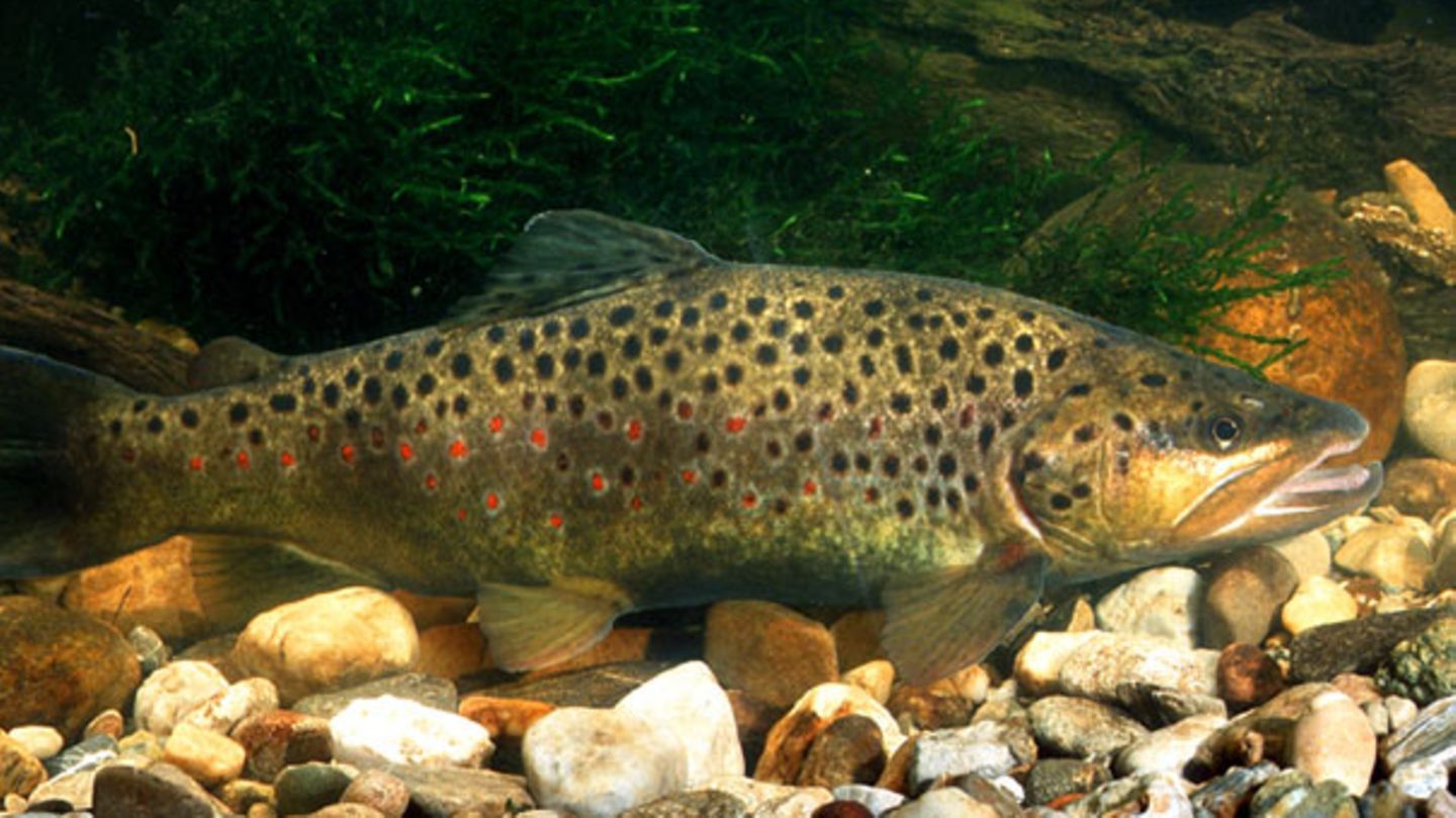 Forelle - [ESSEN UND TRINKEN]