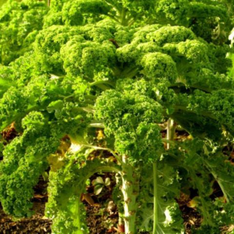 Kohl - [ESSEN UND TRINKEN]