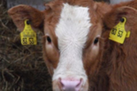 Fleisch-Wissen: Kalb - [ESSEN UND TRINKEN]